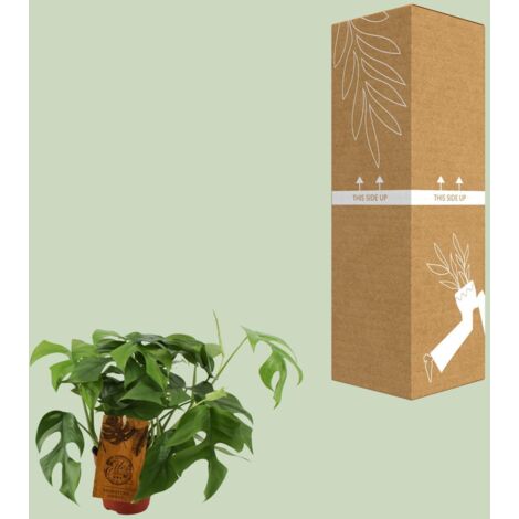 Monstera Minima en pot Ø12cm Hauteur 30cm. Plante verte type Monstera ...
