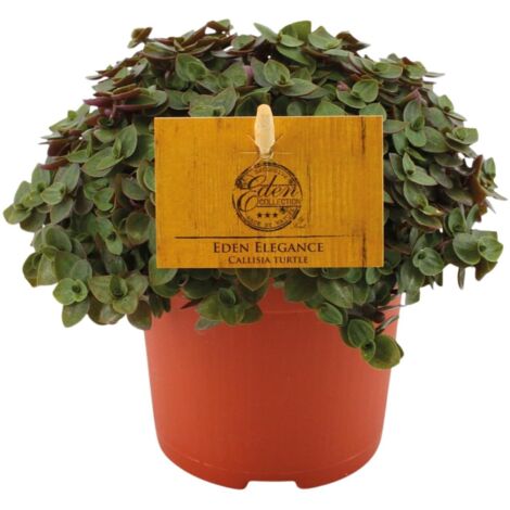 Callisia Turtle en pot Ø10cm Hauteur 15cm. Plante verte type Callisia ...