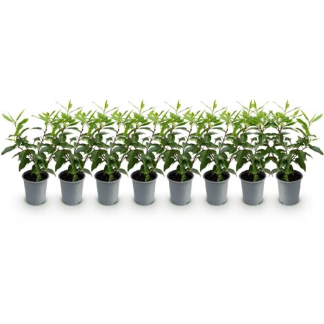 Green boutiQ en pot. Plante verte type Green boutiQ, livrée en pot ...