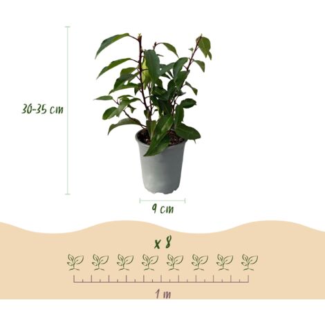 Green boutiQ en pot. Plante verte type Green boutiQ, livrée en pot ...