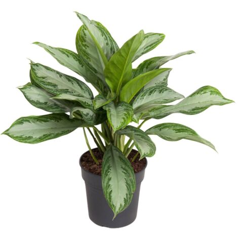 Aglaonema Cutlass en pot Ø19cm Hauteur 60cm. Plante verte type ...