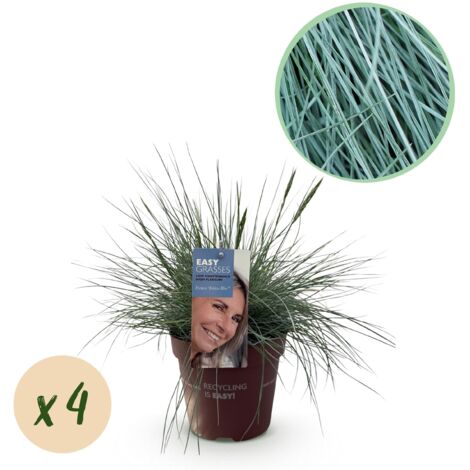 Green boutiQ en pot. Plante verte type Green boutiQ, livrée en pot ...