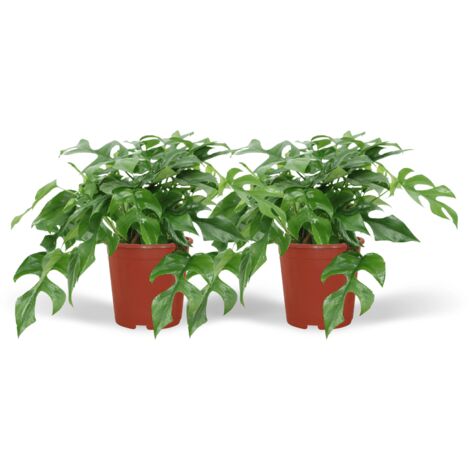 Monstera Minima en pot Ø15cm Hauteur 30cm. Plante verte type Monstera ...