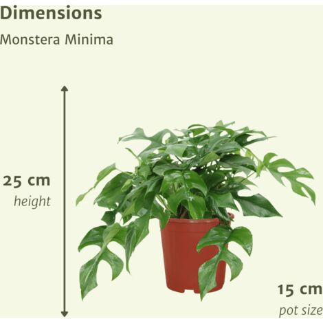 Monstera Minima en pot Ø15cm Hauteur 30cm. Plante verte type Monstera ...