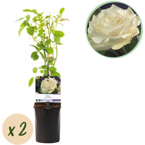 Green boutiQ en pot. Plante verte type Green boutiQ, livrée en pot ...