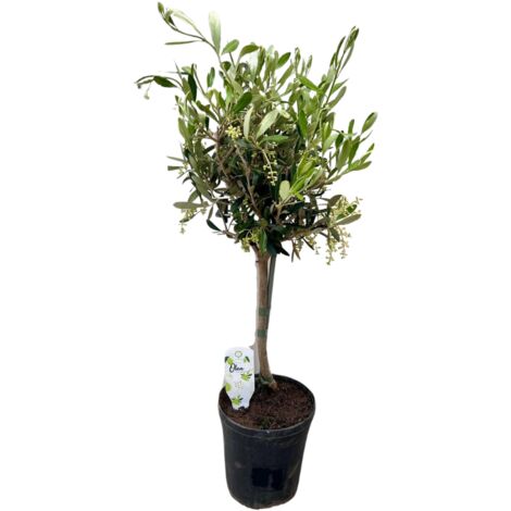 Olea en pot Ø15cm Hauteur 60cm. Plante verte type Olea, livrée en pot ...