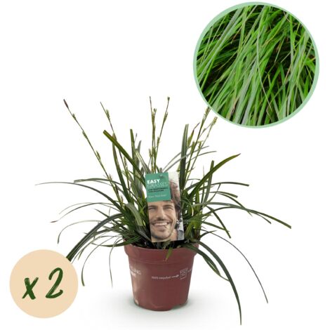 Green boutiQ en pot. Plante verte type Green boutiQ, livrée en pot ...