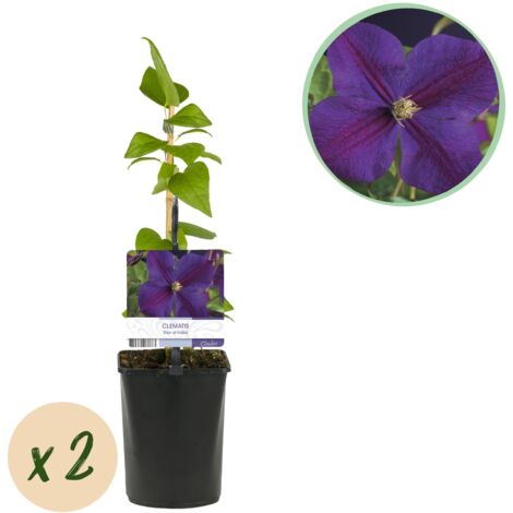 Green boutiQ en pot. Plante verte type Green boutiQ, livrée en pot ...