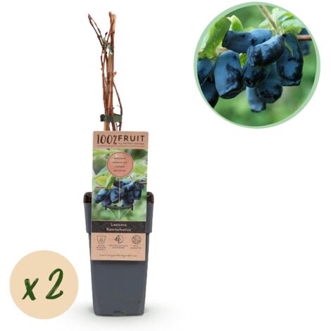 Green boutiQ en pot. Plante verte type Green boutiQ, livrée en pot ...