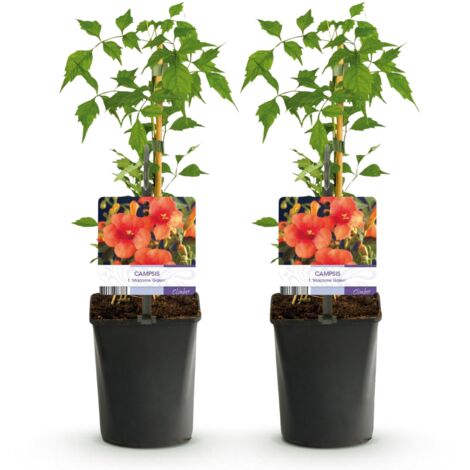 Green boutiQ en pot. Plante verte type Green boutiQ, livrée en pot ...