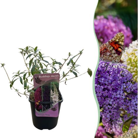Green boutiQ en pot. Plante verte type Green boutiQ, livrée en pot ...