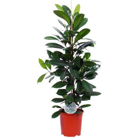 Ficus Cyathistipula en pot Ø21cm Hauteur 105cm. Plante verte type Ficus ...