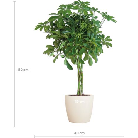 Schefflera Arab Nora met Viber wit en pot Ø21cm. Plante verte type ...
