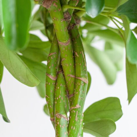 Schefflera Arab Nora met Viber wit en pot Ø21cm. Plante verte type ...