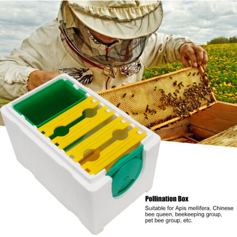 Boîte D'accouplement Reine des Abeilles, Boîte de Pollinisation, Cadres ...
