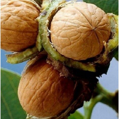 Albero Noce Comune Età: 1 anno