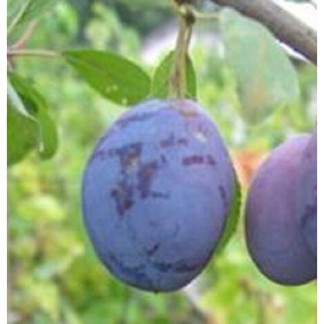 Albero Susino Stanley Età: 1 anno