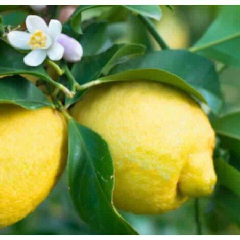 Albero Limone Siracusano