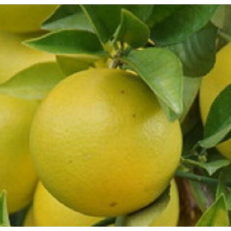 Albero Pompelmo Giallo Vaso: Fitocella