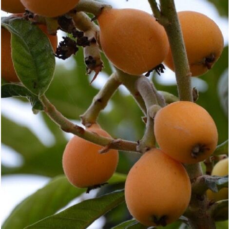 Albero Nespolo Giappone