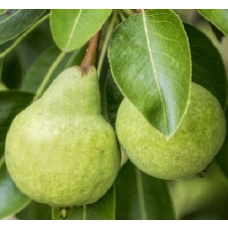 Albero Pero William Età: 1 anno