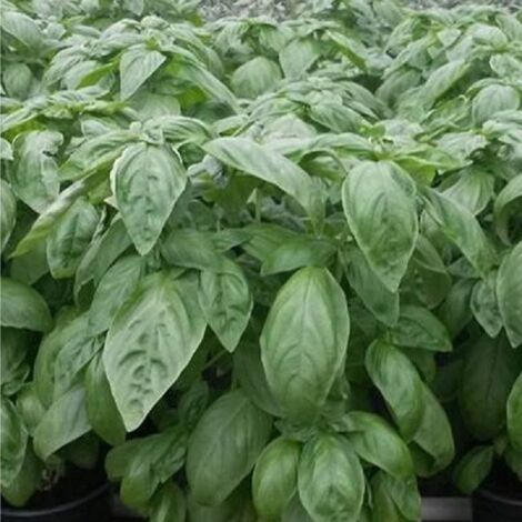 Pianta Basilico