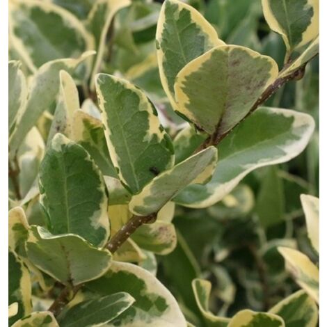 40pz Pianta Ligustro Variegato