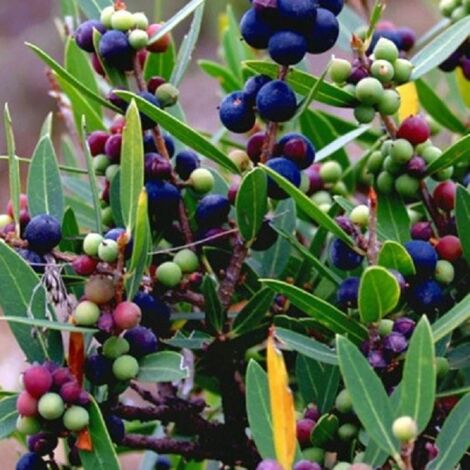 40pz Pianta Phillyrea