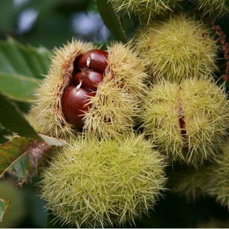 Albero Castagno Marrone