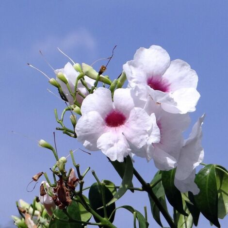 Pianta Pandorea Varietà: Variegata