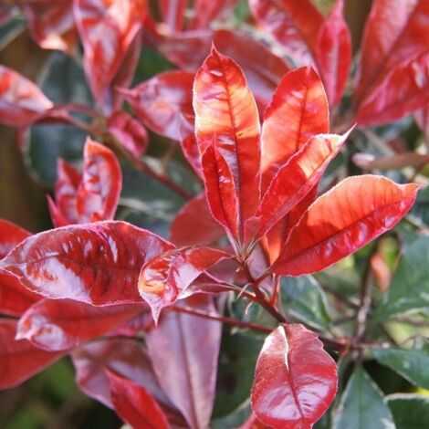 40pz Pianta Photinia Nana Colore: Bianco