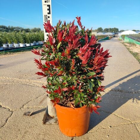 Pianta Callistemon Red Rocket Colore: Rosso - Vaso: 24