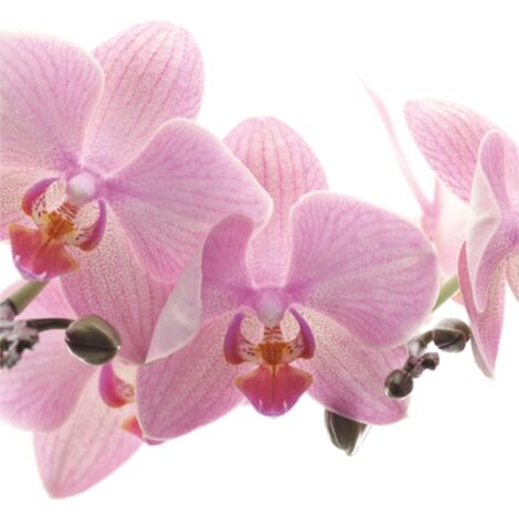 Fototapete 838350 Vliestapete Modern 424 x 265 cm Rasch Selection Rosa