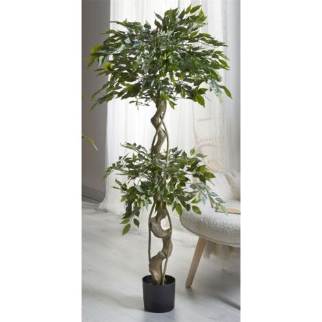 Plante Ficus Benjamin 155 cm. 155 cm