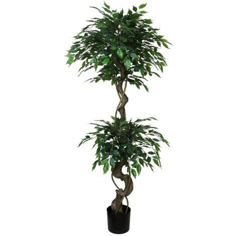 Plante Ficus Benjamin 155 cm. 155 cm