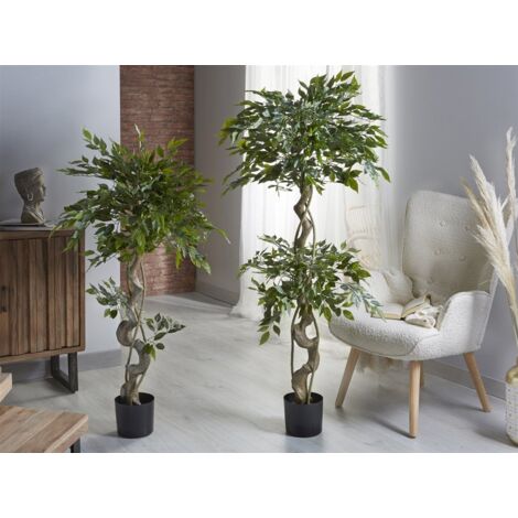 Plante Ficus Benjamin 120 cm. 120 cm