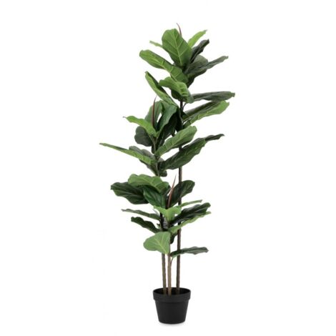 2x Ficus Lyrata Planta C-jarrón 39 hojas Alt.145