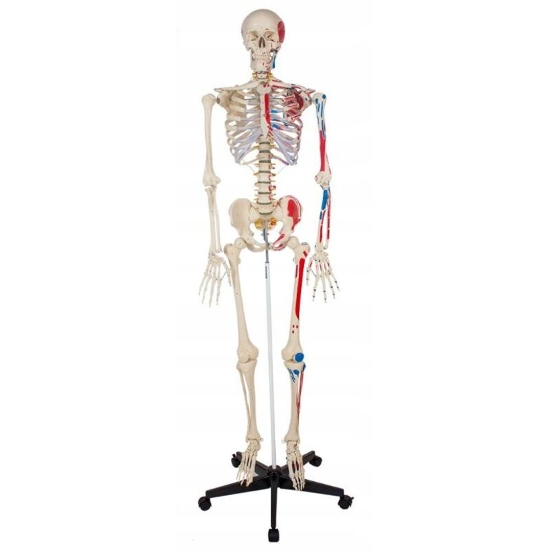Squelette humain 181 cm - modèle avec muscles