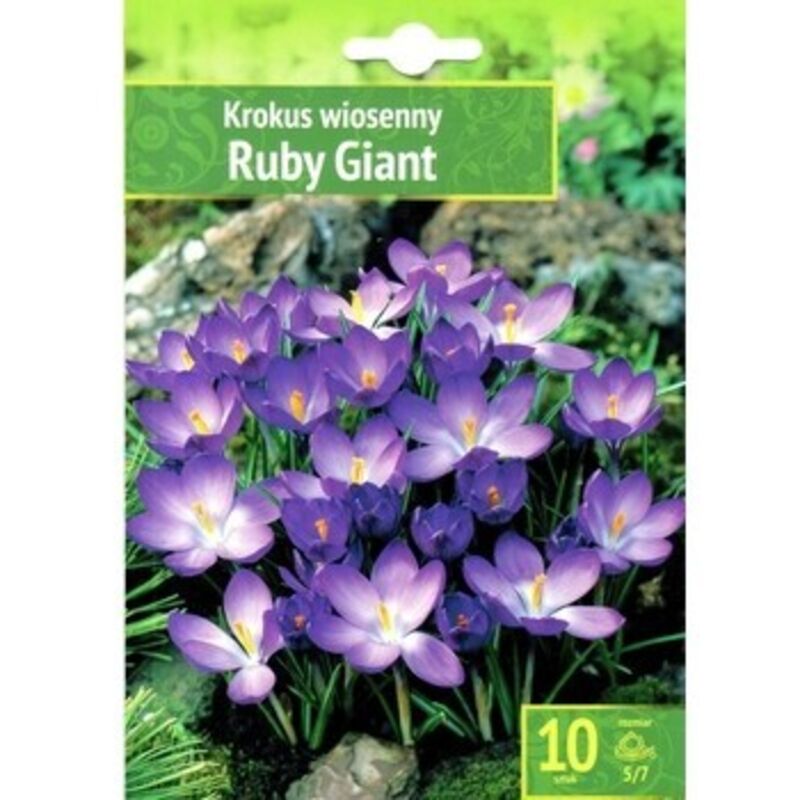 Crocus - Ruby Giant : 10 bulbes de crocus pour votre jardin