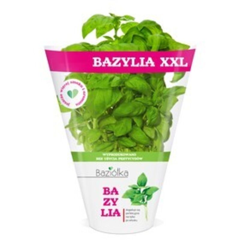 Basilic - Basilic en pot XXL - Arôme intense, basilic frais