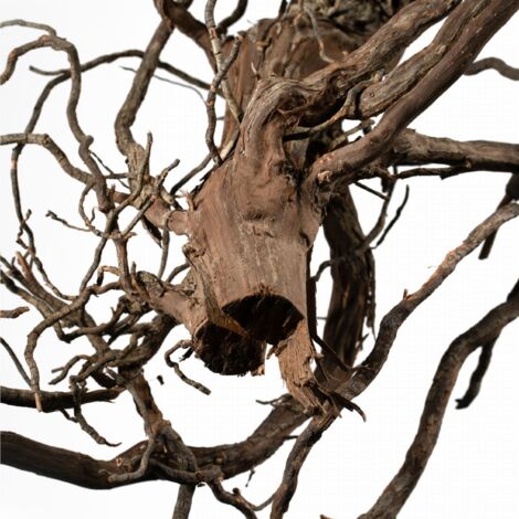 Racines de vigne BioVine L, Afrique du Sud, 50-60 cm