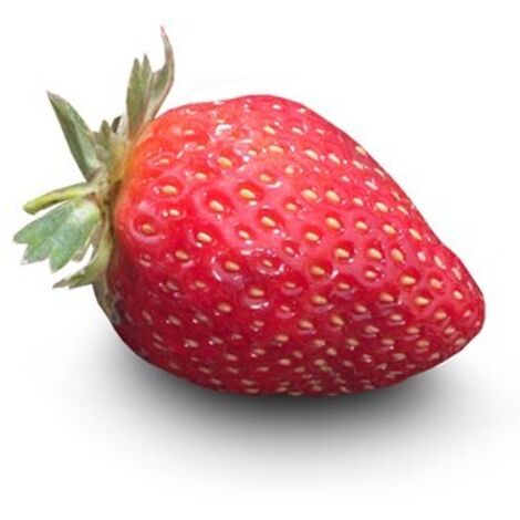 Fraises polonaises 500g - catégorie I - goût d'été