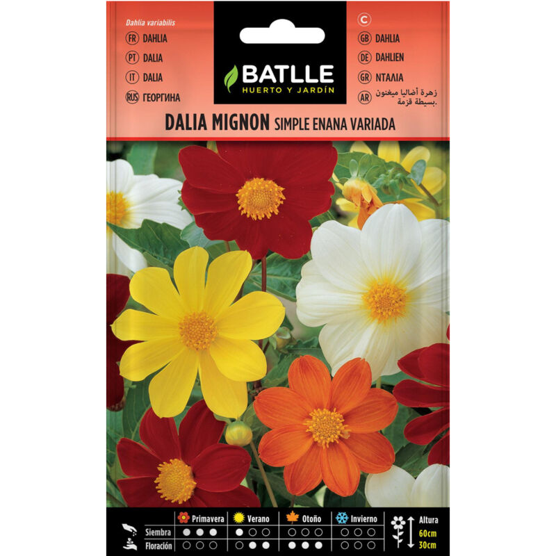 Semillas de Dalia Mignon simple enana variada Semillas de Dalia Mignon simple enana variada