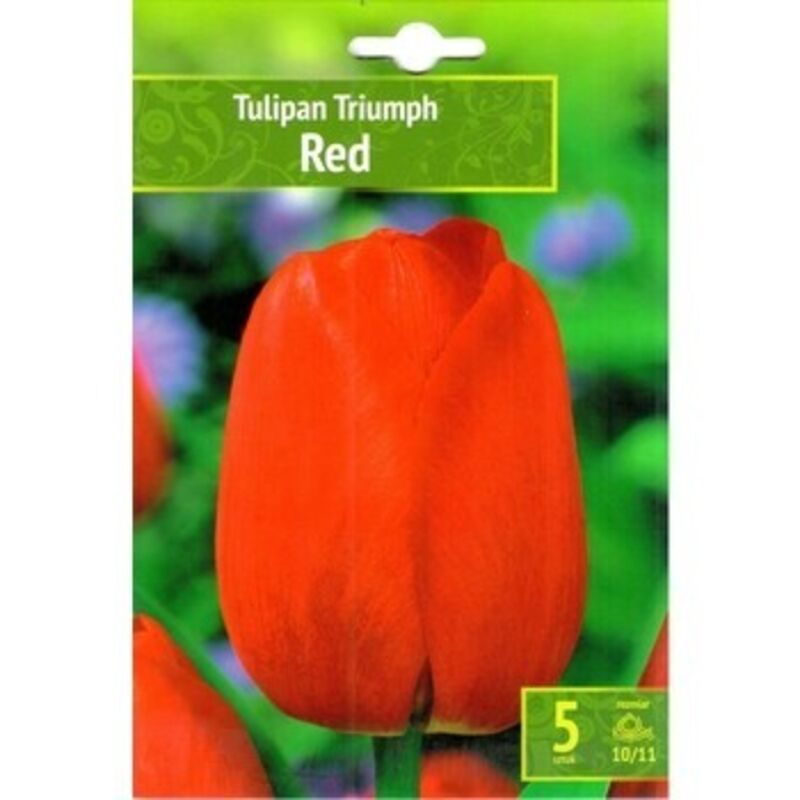Tulpe Triumph Red Benex - 5 Zwiebeln, Herbstpflanzung
