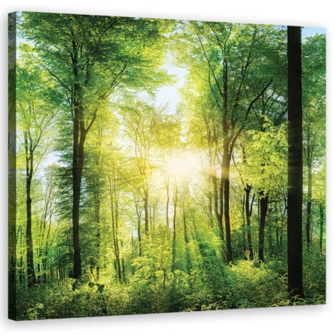 Bild auf Leinwand, Sonnenstrahlen Wald Natur Spa Lila – 50x50