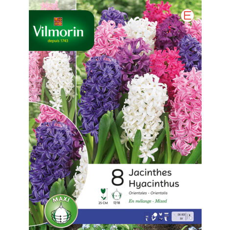 Jacinthe Orientale en Mélange (x8) Vilmorin
