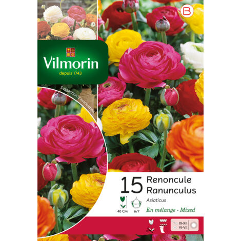 Renoncule en Mélange (x15) Vilmorin