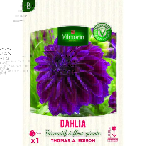 Dahlia décoratif à fleur géante Thomas Edison XXL (x1) Vilmorin