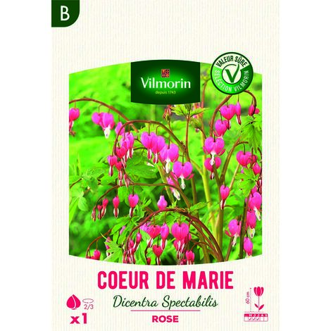 Cœur de Marie Dicentra spectabilis Rose (x1) Vilmorin