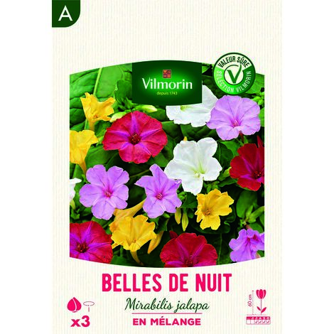 Belles de nuit Mirabilis Jalapa en Mélange (x3) Vilmorin